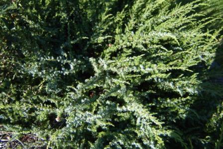 Blueberry Delight® Juniper - Juniperus communis var. depressa ‘AmiDak ...