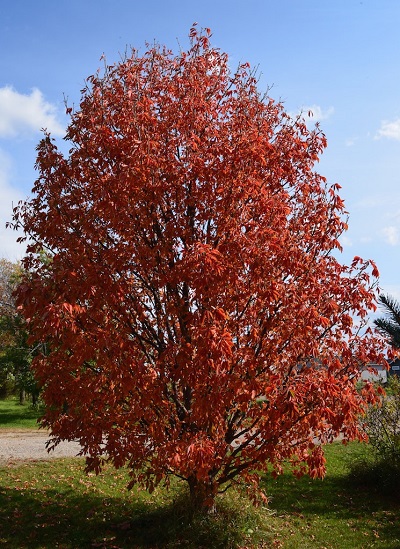 Lavaburst® Ohio Buckeye - Aesculus glabra 'LavaDak' (RFM-76) | NDSU ...