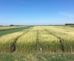 'ND Allison' hard red winter wheat (RFP-353) | NDSU Research Foundation ...