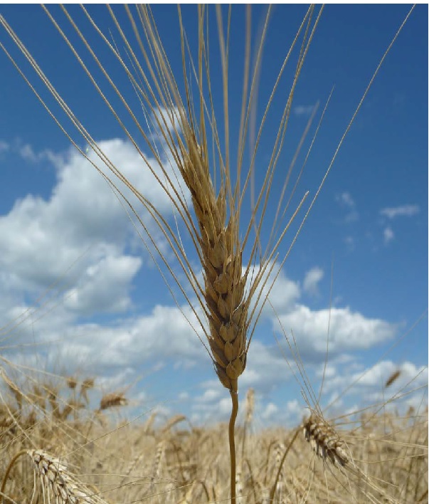 'ND Grano' Durum | NDSU Research Foundation - Fargo, ND