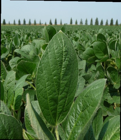 'ND Rolette' Conventional Soybean (RFP-315) | NDSU Research Foundation ...