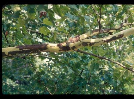 Northern Advance® American Sycamore - Platanus occidentalis 'Bismarck ...