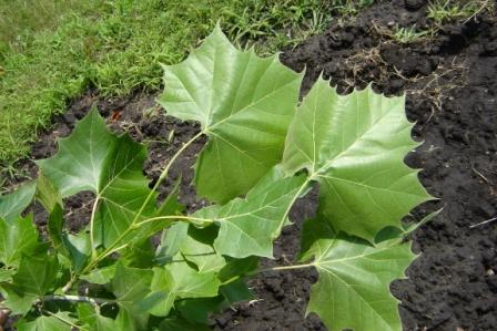 Northern Advance® American Sycamore - Platanus occidentalis 'Bismarck ...