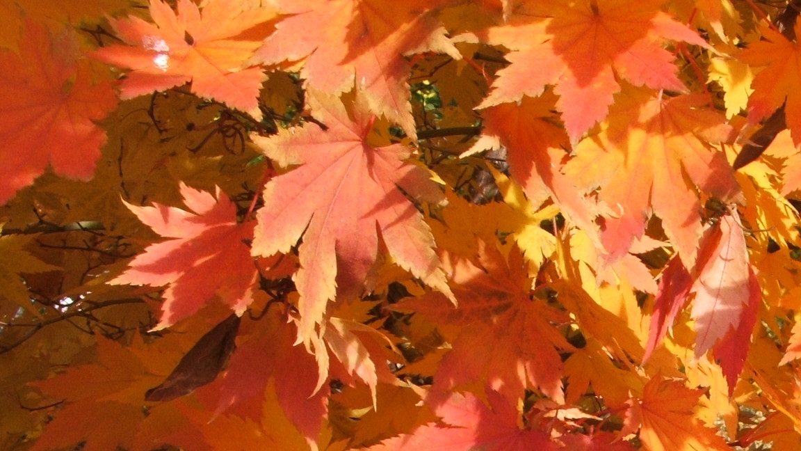Northern Spotlight® Korean Maple - Acer pseudosieboldianum 'KorDak ...