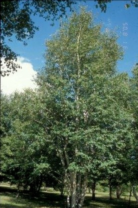 Prairie Dream® Paper Birch– Betula papyrifera ‘Varen’ (RFM-32) | NDSU ...