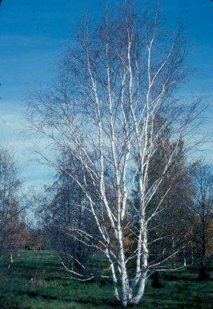 Prairie Dream® Paper Birch– Betula papyrifera ‘Varen’ (RFM-32) | NDSU ...