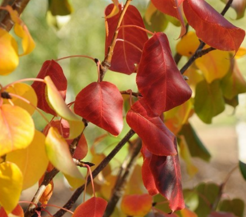 Prairie Gem® Flowering Pear - Pyrus ussuriensis ‘MorDak’ (RFM-12 ...