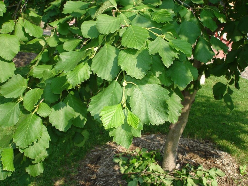 Prairie Horizon® Manchurian Alder -- Alnus hirsuta ‘Harbin’ (RFM-33 ...