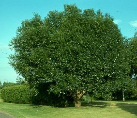 Prairie Reflection® Laurel Willow - Salix pentandra ‘Silver Lake’ (RFM ...