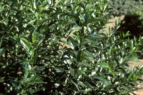 Prairie Reflection® Laurel Willow - Salix pentandra ‘Silver Lake’ (RFM ...