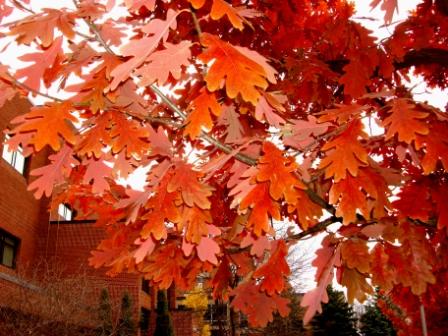 Prairie Stature® Oak -- Quercus x bimundorum ‘Midwest’ (RFM-38) | NDSU ...