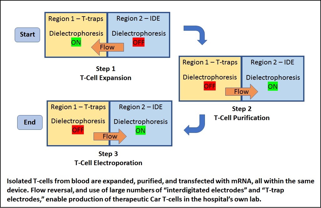 Rapid, On-Site, Viral Vector-Free Car T-Cell Manufacturing Gives Faster ...
