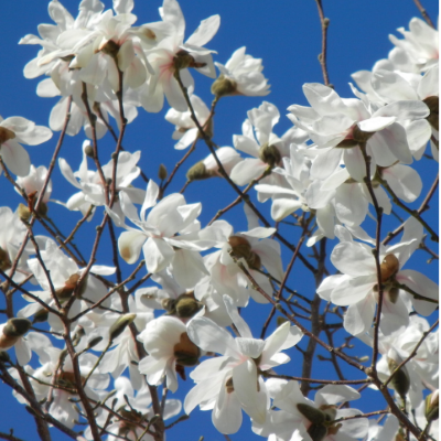 Spring Welcome® Magnolia– Magnolia x loebneri ‘Ruth’ (RFM-42) | NDSU ...