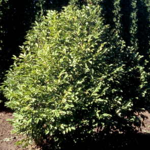 Spring Welcome® Magnolia– Magnolia x loebneri ‘Ruth’ (RFM-42) | NDSU ...