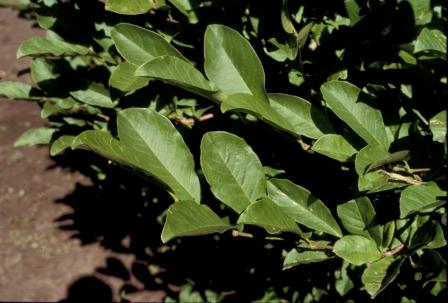 Spring Welcome® Magnolia– Magnolia x loebneri ‘Ruth’ (RFM-42) | NDSU ...